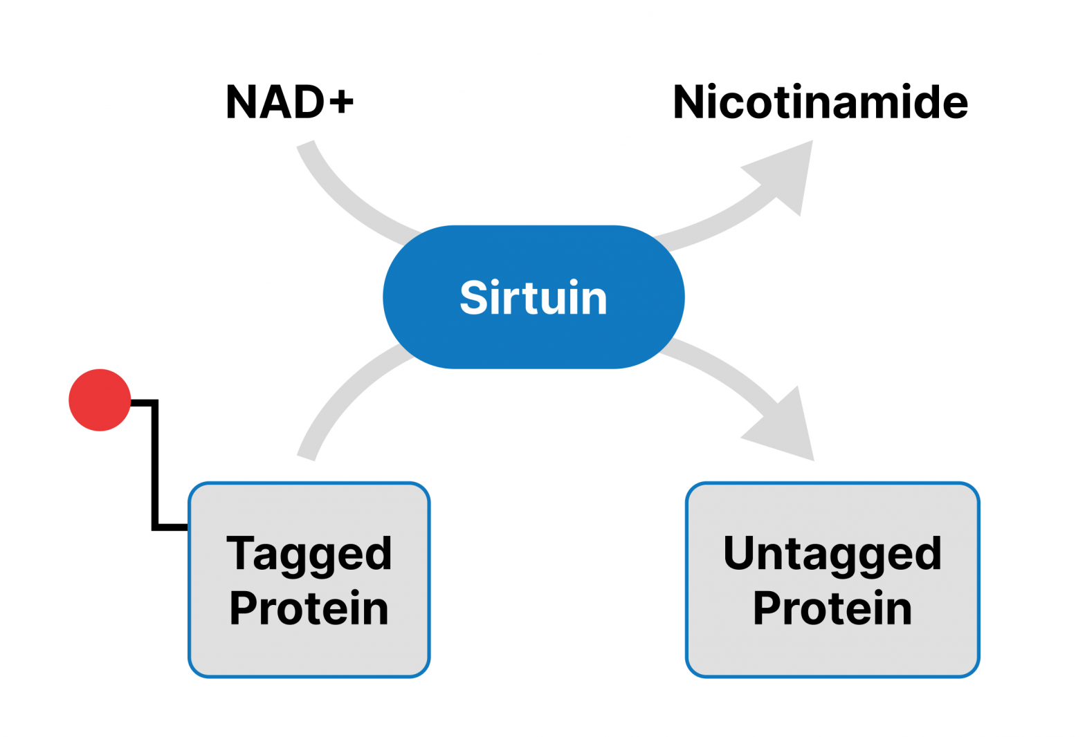 Cellular NAD+ Levels