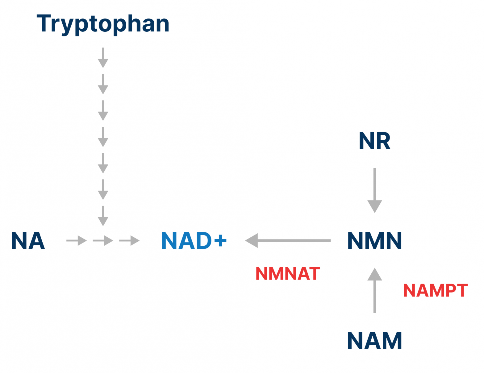 Cellular NAD+ Levels