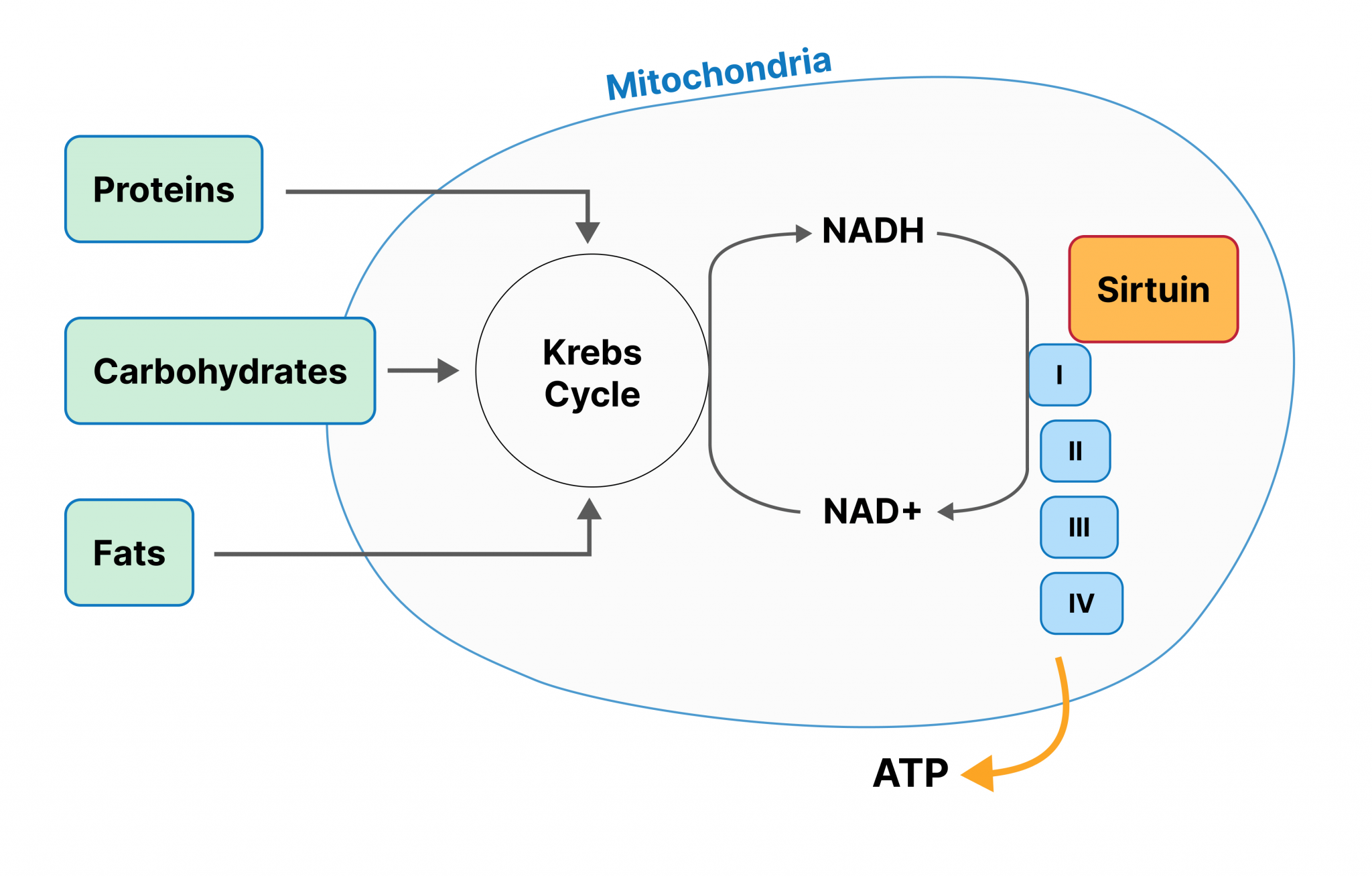 Mitochondrial Metabolism